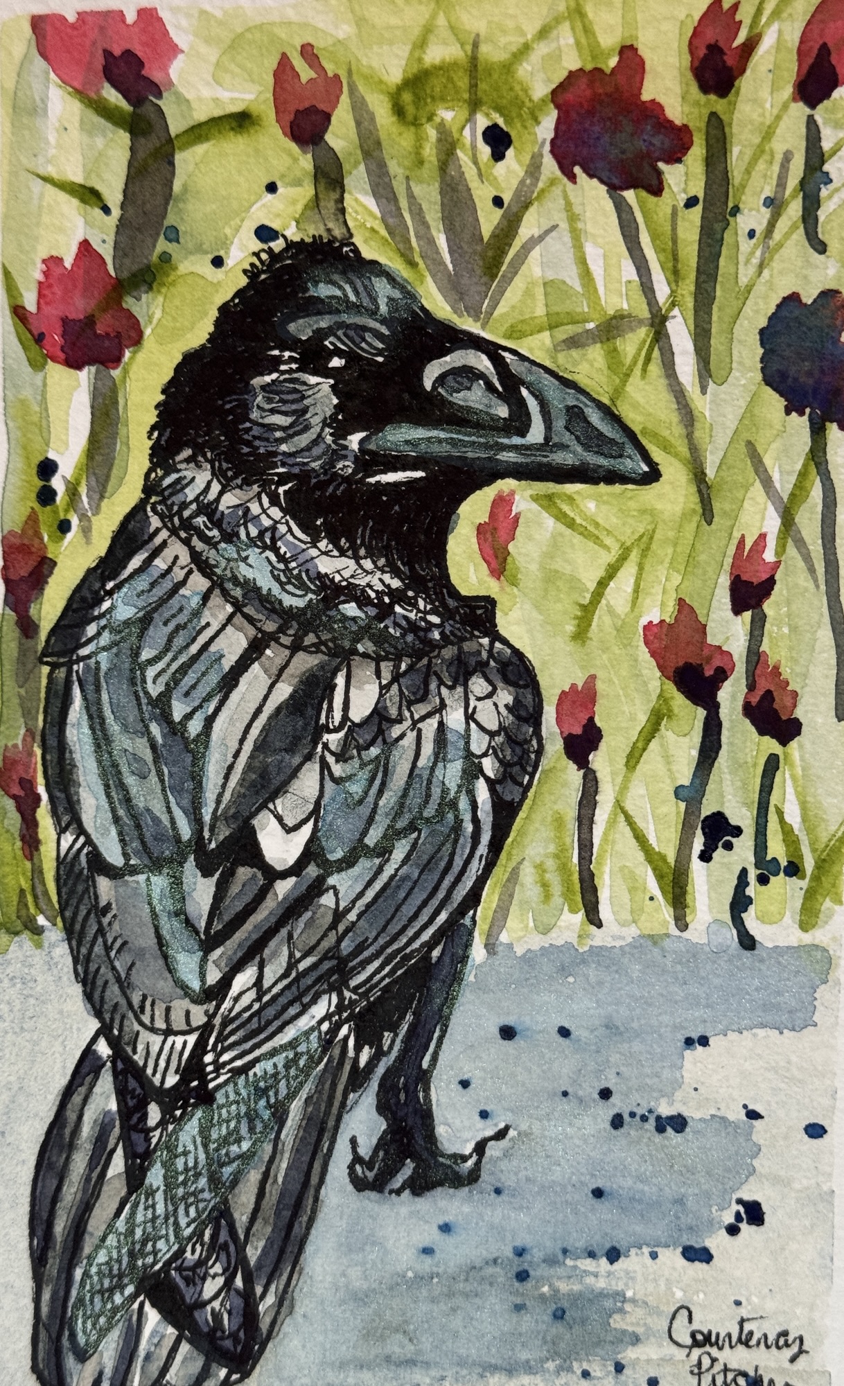 Crow – RockyMountainWatercolors.com